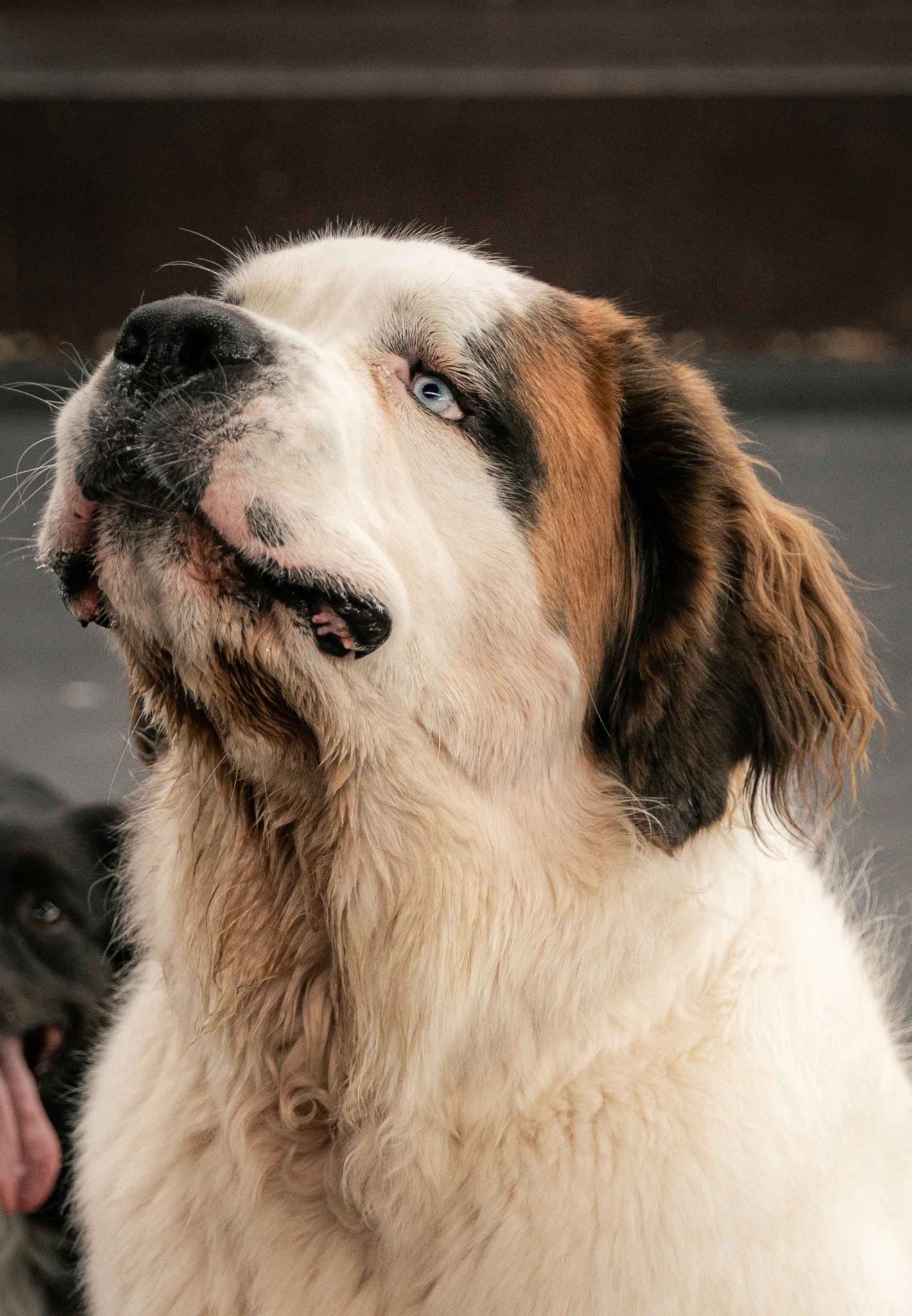 Dog Daycare – Barkley Manor